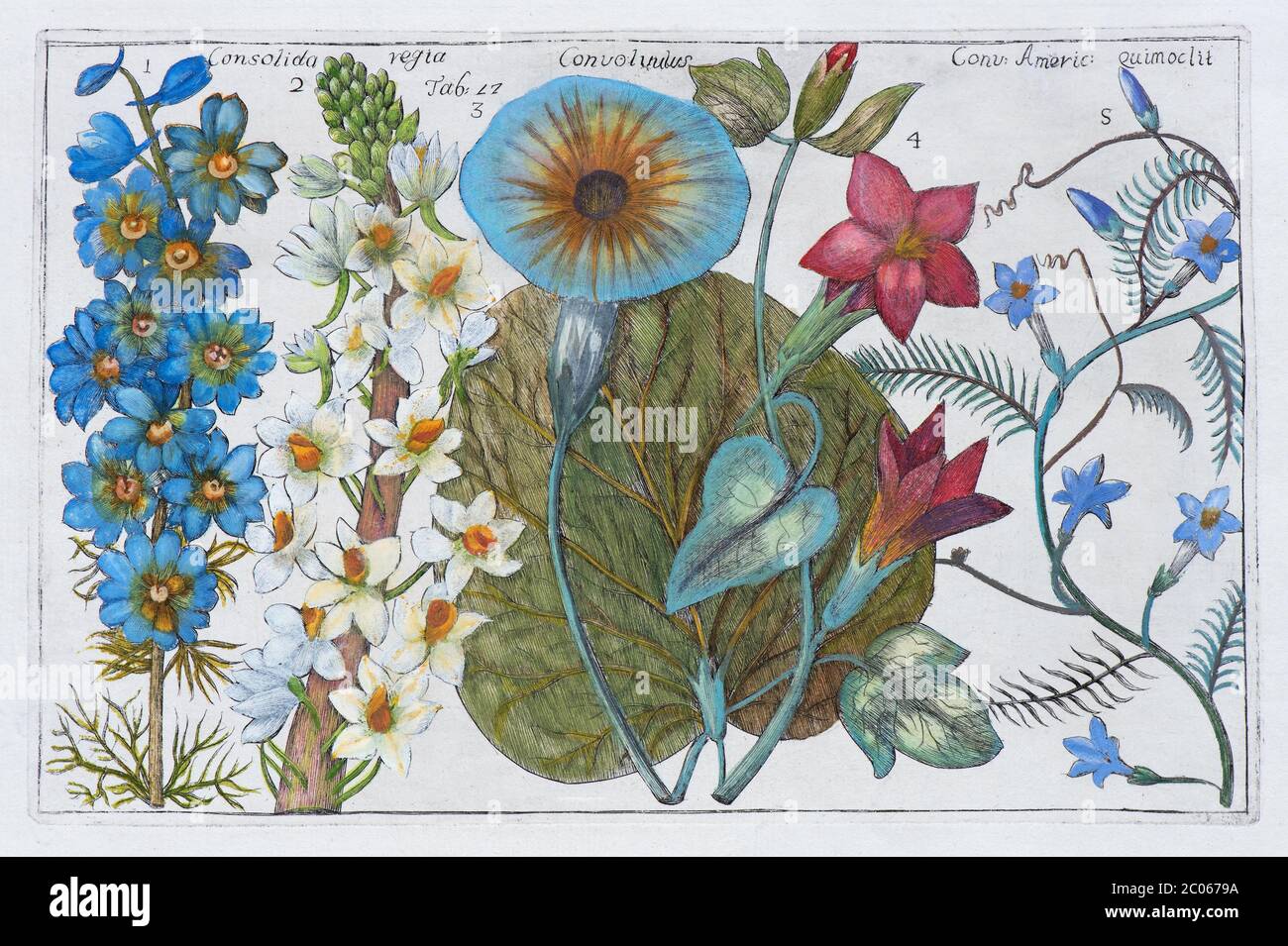 Copper colored flowers hi-res stock photography and images - Alamy