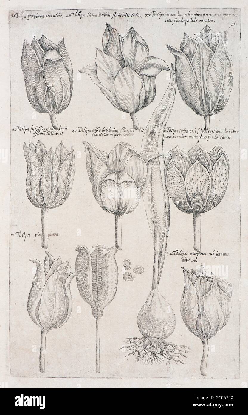 Tulips (Tulipa), copperplate engraving by Emanuel Sweerts, from ...