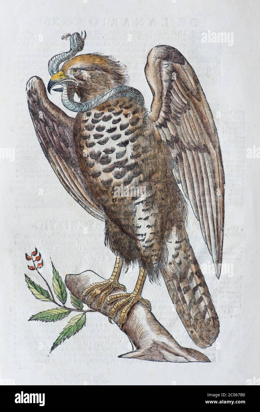 Short-toed Snake Eagle (Circaetus gallicus), hand coloured woodcut ...