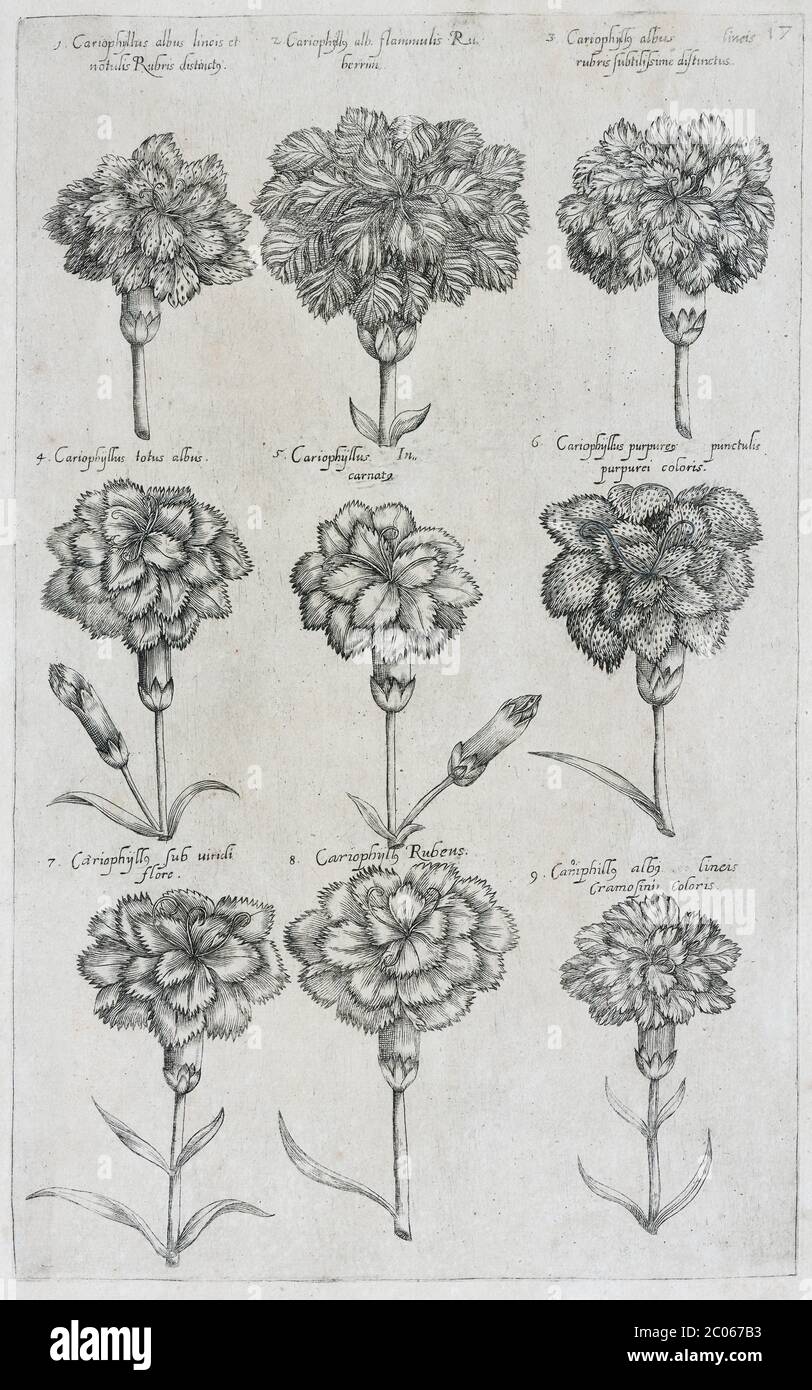 Florilegium amplissimum et selectissimum hi-res stock photography and ...