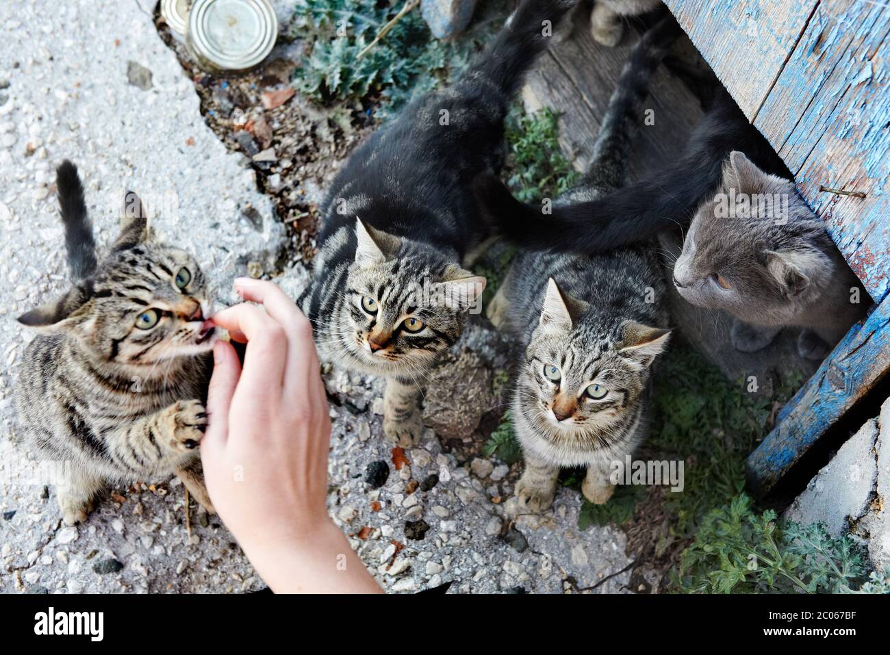 Group of cats Stock Photo - Alamy