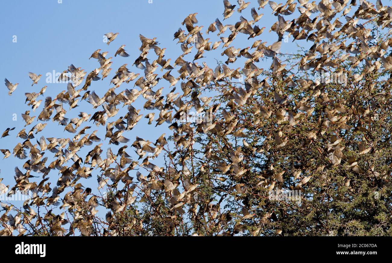 swarm of quela small birds Stock Photo - Alamy