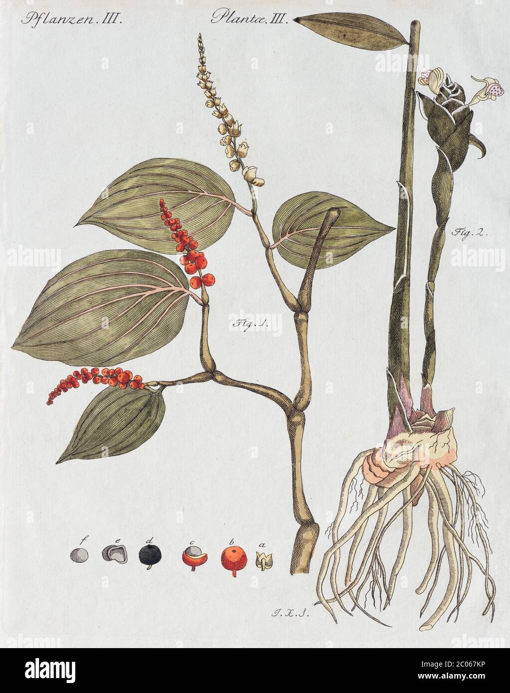 Pepper bush (Piper nigrum) and Gingerbush (Zingiber officinale), hand ...