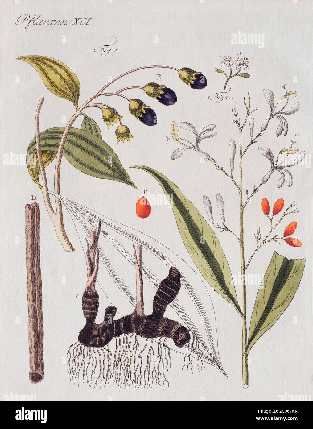 Cinnamon (Canehl) and Lesser galangal (Alpinia officinarum), hand ...