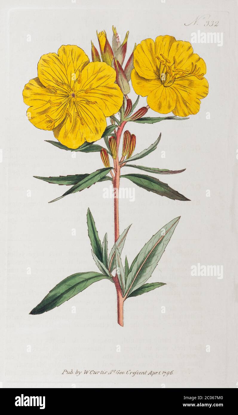 Botanical illustration of primrose hi-res stock photography and images ...