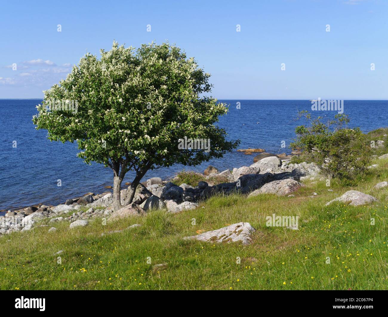 coastal landscape on the swedish island hanö Stock Photo - Alamy