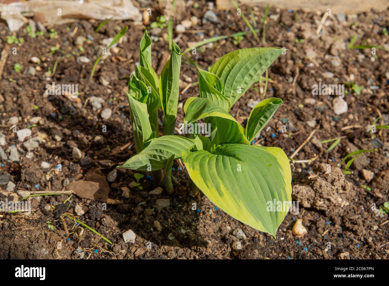 Hosta gardens hi-res stock photography and images - Alamy