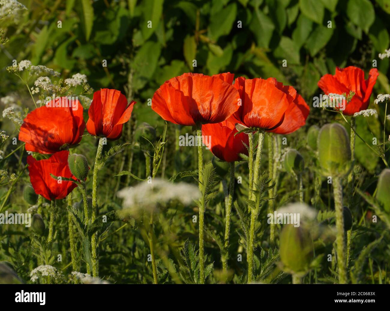 Poppies sweden hi-res stock photography and images - Alamy
