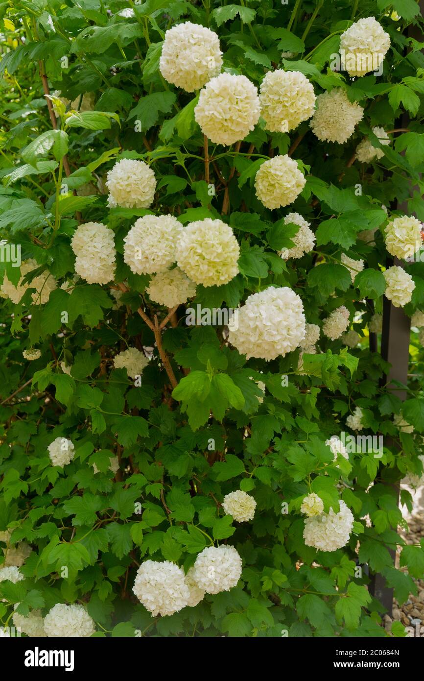 White snowball blooms of the viburnum opulus roseum Stock Photo - Alamy