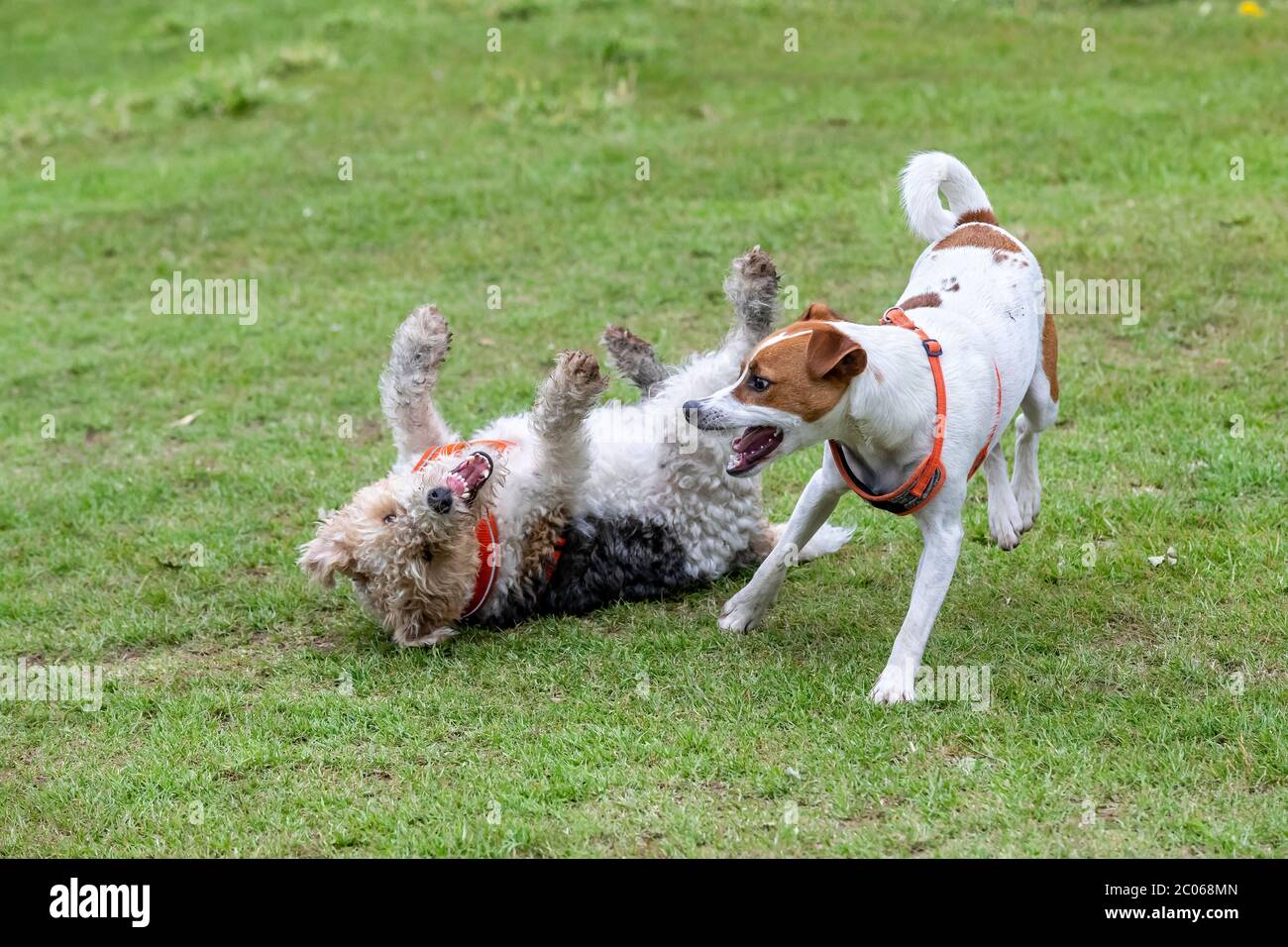 Rough jack russell terrier hi-res stock photography and images - Alamy