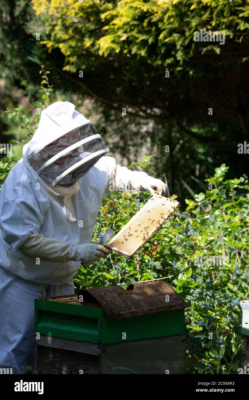 Beekeeping in Hampshire, UK Stock Photo - Alamy