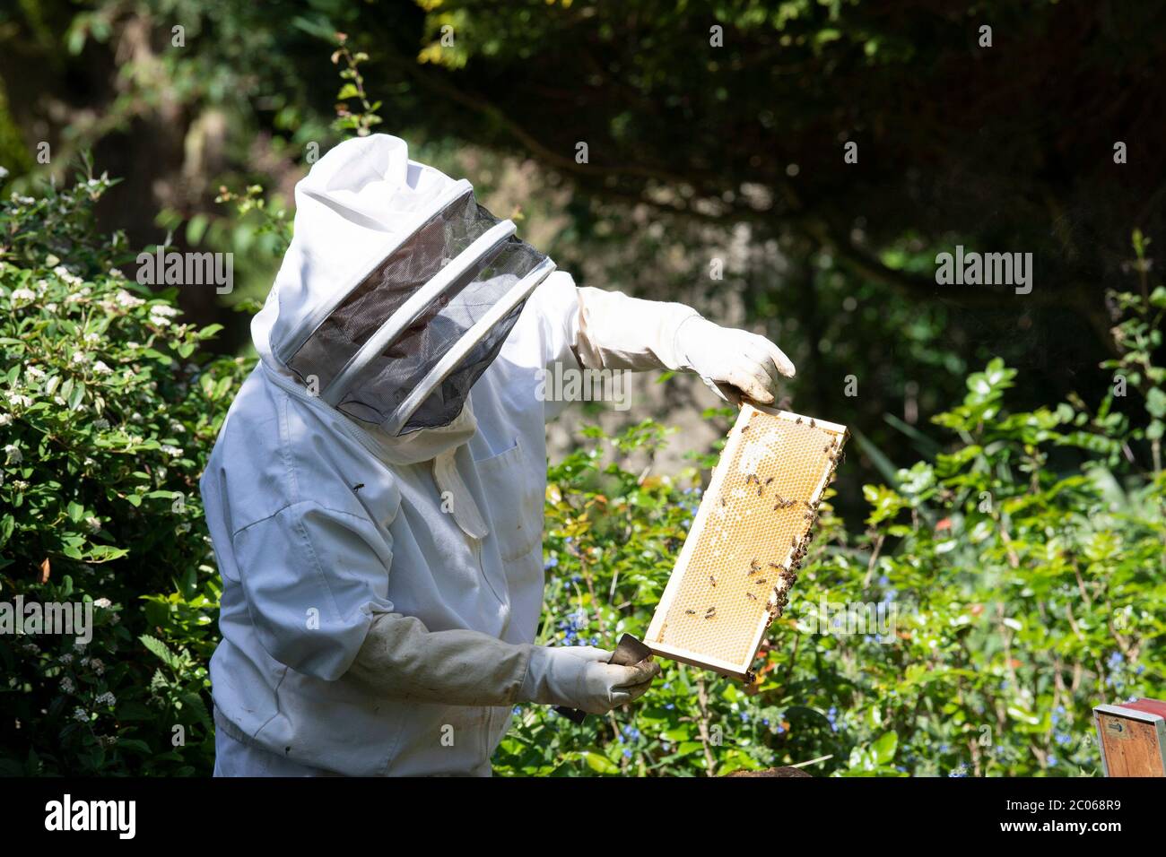 Beekeeping in Hampshire, UK Stock Photo - Alamy