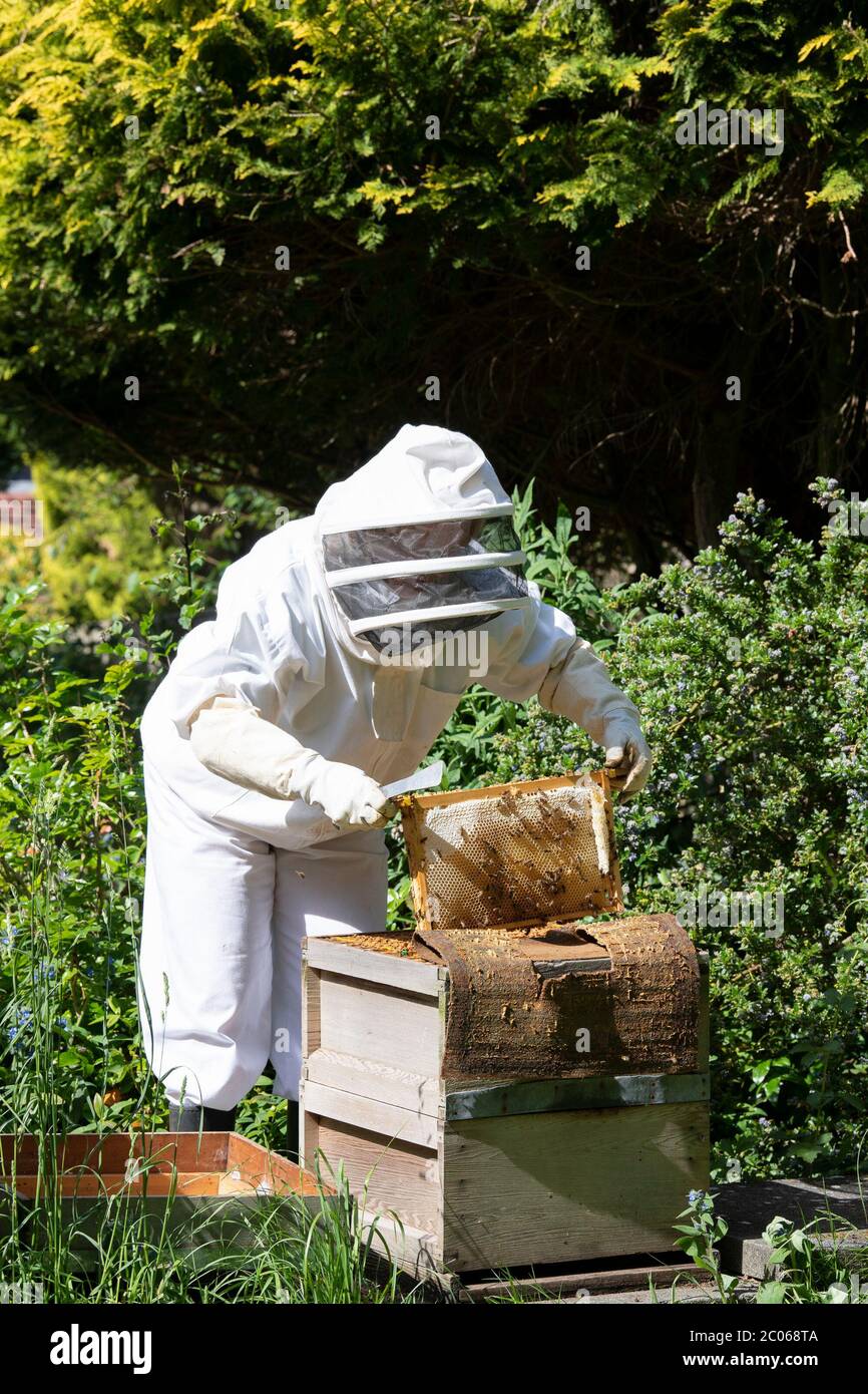 Beekeeping in Hampshire, UK Stock Photo - Alamy