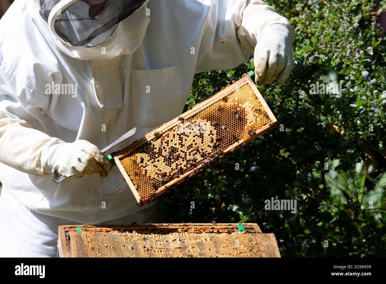Beekeeping uk hi-res stock photography and images - Alamy