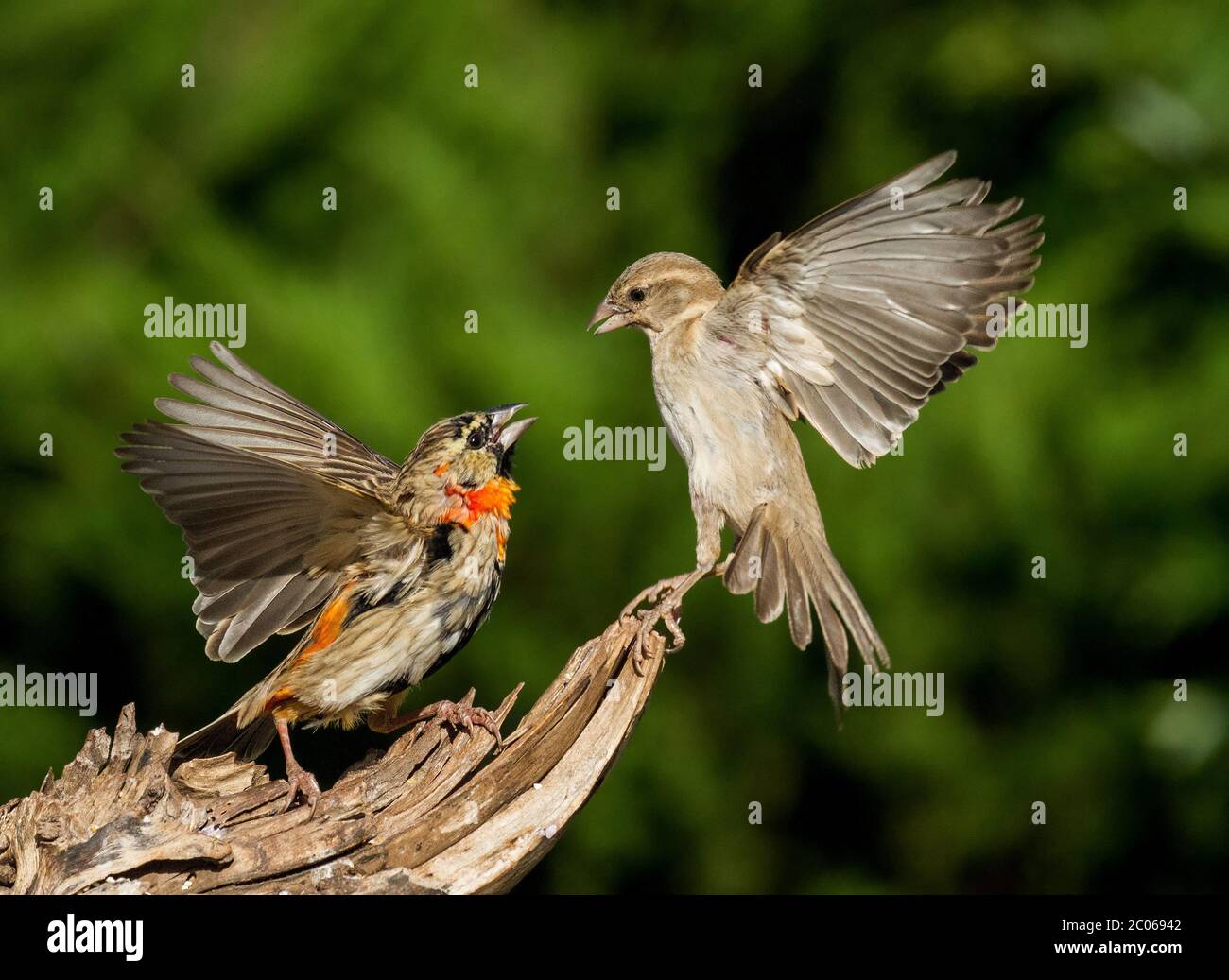 garden bird interaction Stock Photo - Alamy