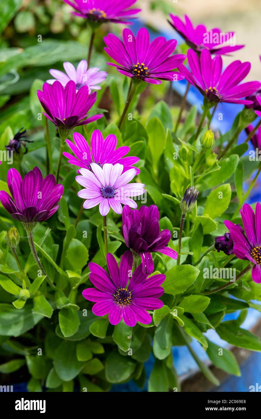 Serenity osteospermum pink hi-res stock photography and images - Alamy