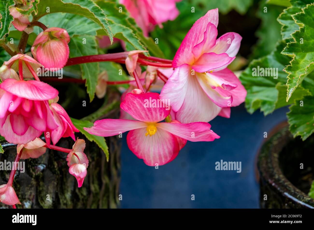 Trailing Pink Begonia planted in a garden pot Northampton, England, UK ...