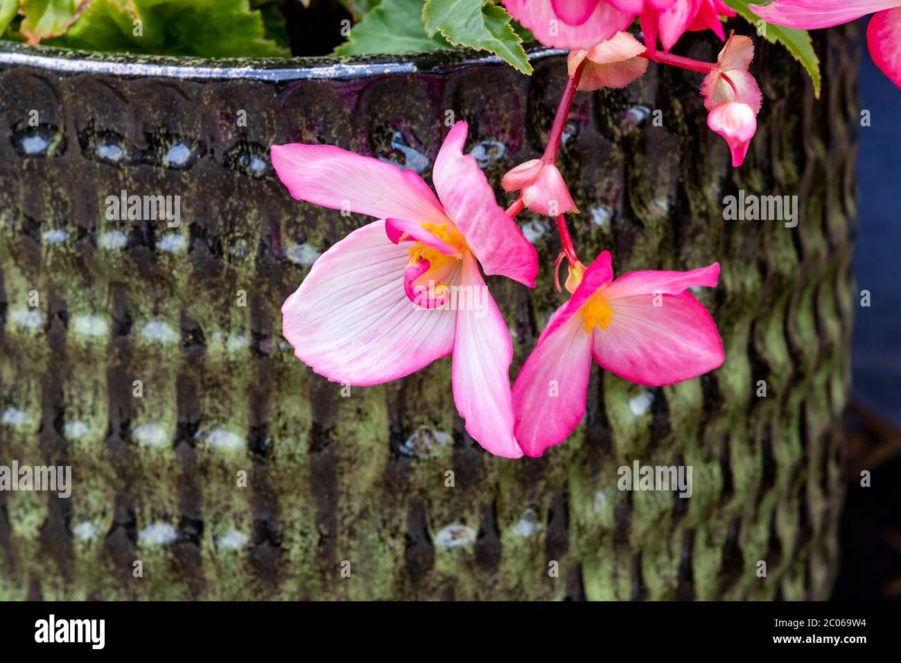 Trailing begonia hi-res stock photography and images - Alamy
