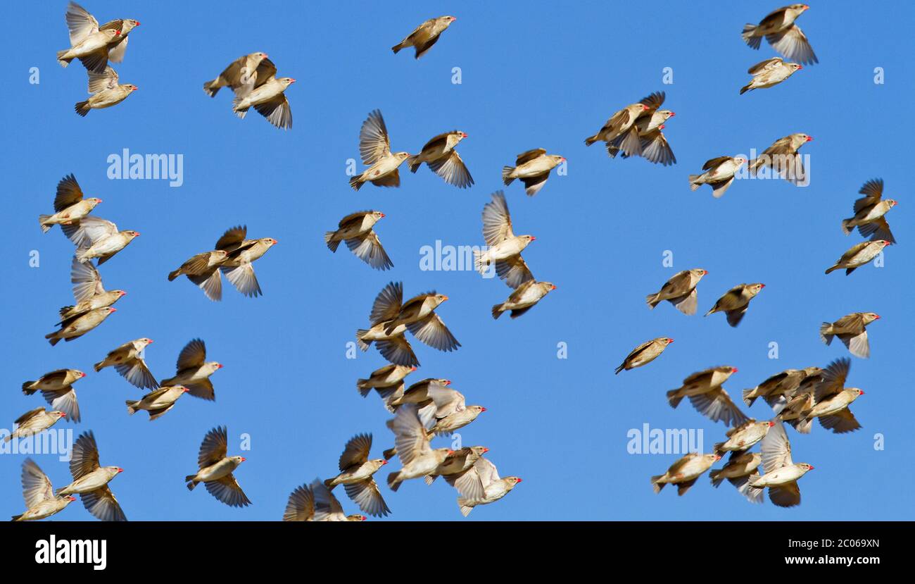 swarm of quela small birds Stock Photo - Alamy