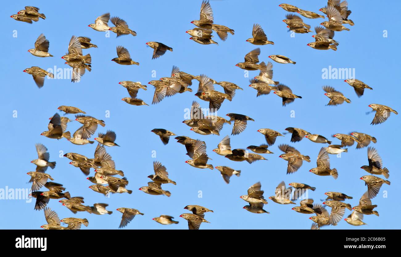 swarm of quela small birds Stock Photo - Alamy