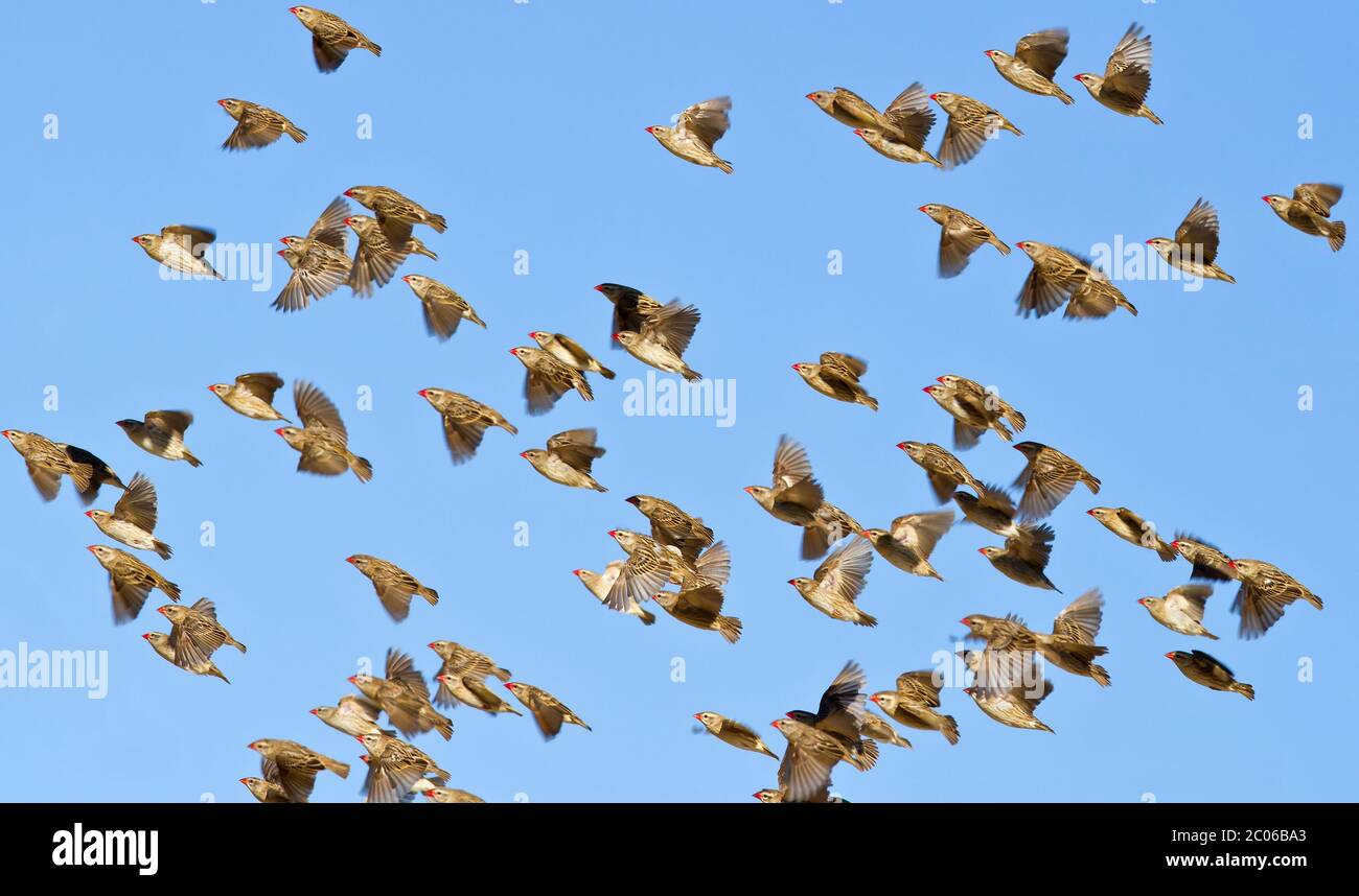 swarm of quela small birds Stock Photo - Alamy