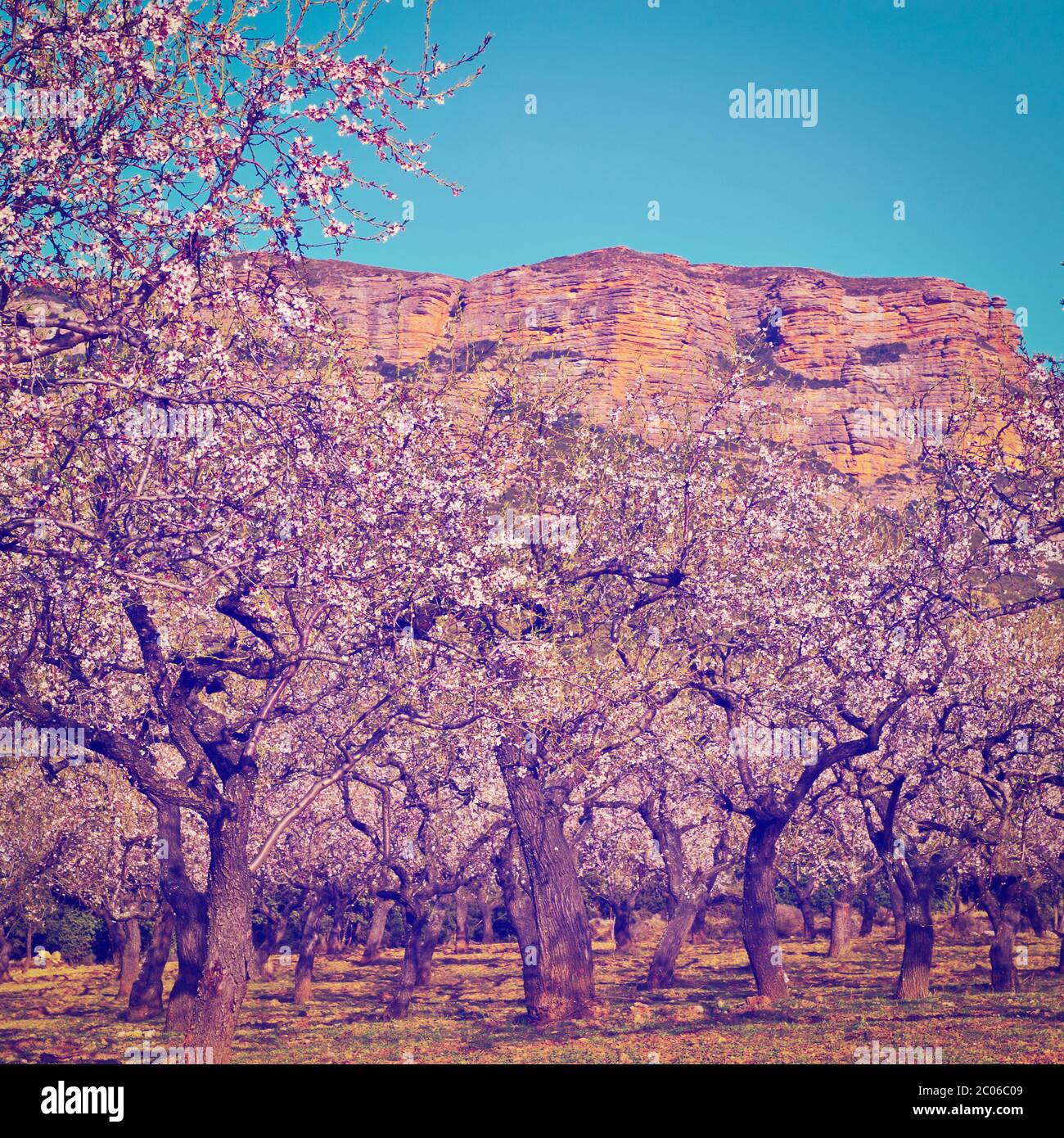 Almonds plantation and farm hi-res stock photography and images - Alamy