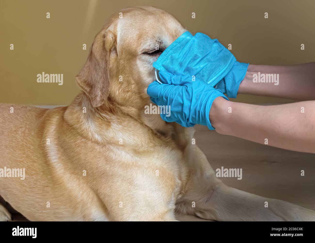 Vet in gloves puts on dog blue disposable mask. veterinary medicine ...