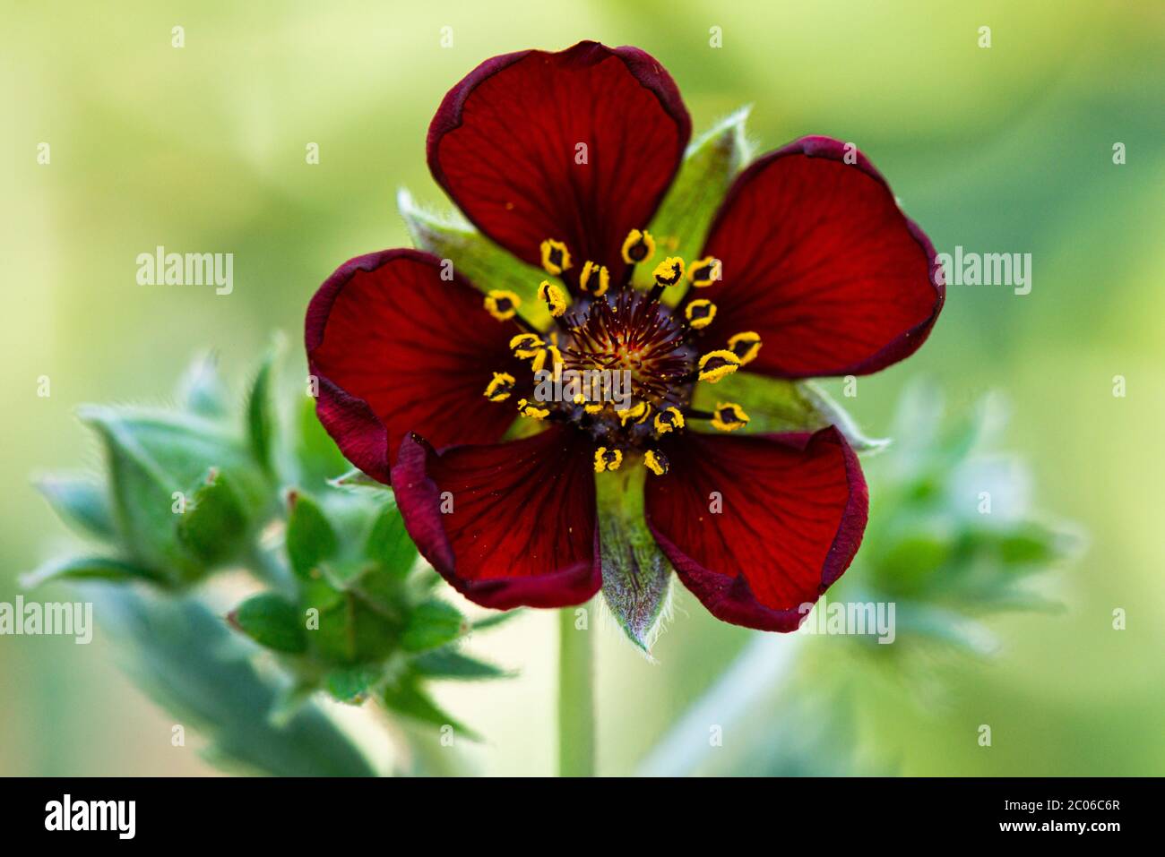 The flower of a red potentilla Stock Photo - Alamy