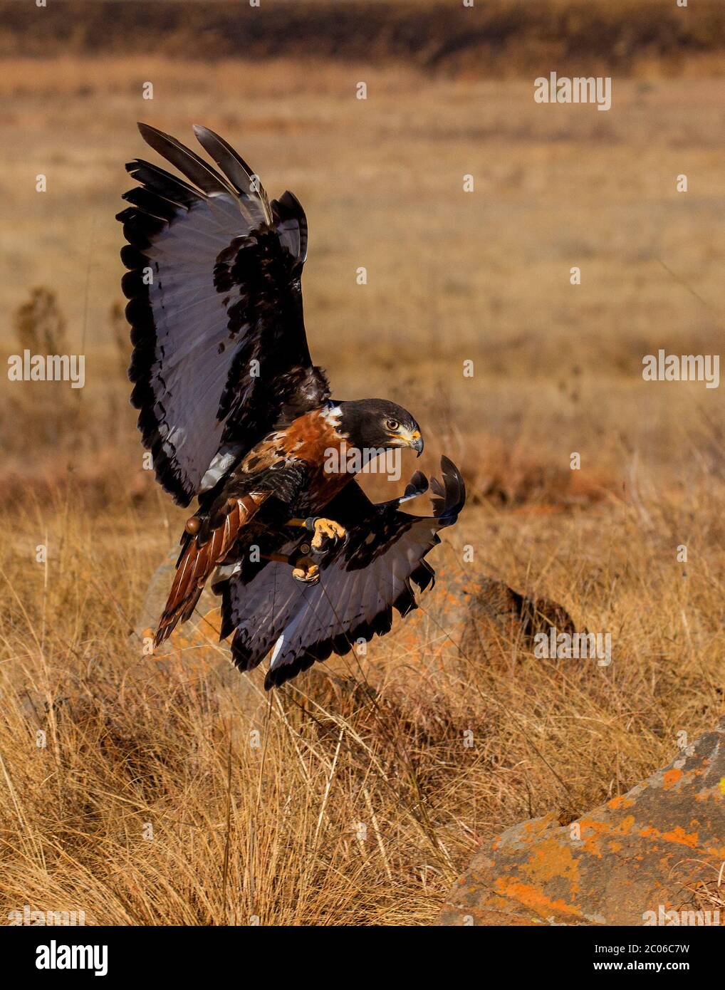 jackal buzzard in flight Stock Photo - Alamy
