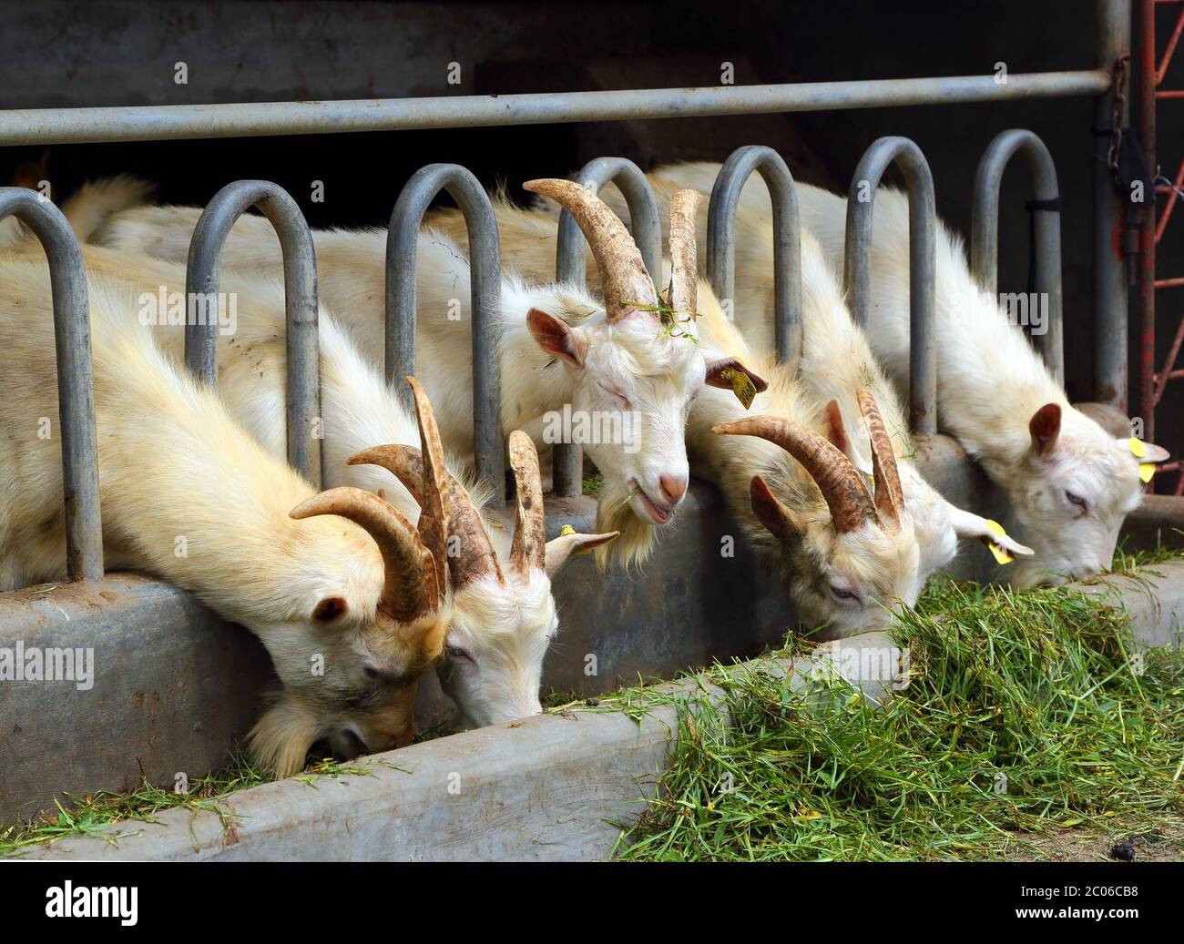 Cute funny goats eating grass hi-res stock photography and images - Alamy