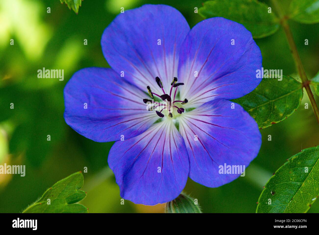 Geranium rozanne hi-res stock photography and images - Alamy