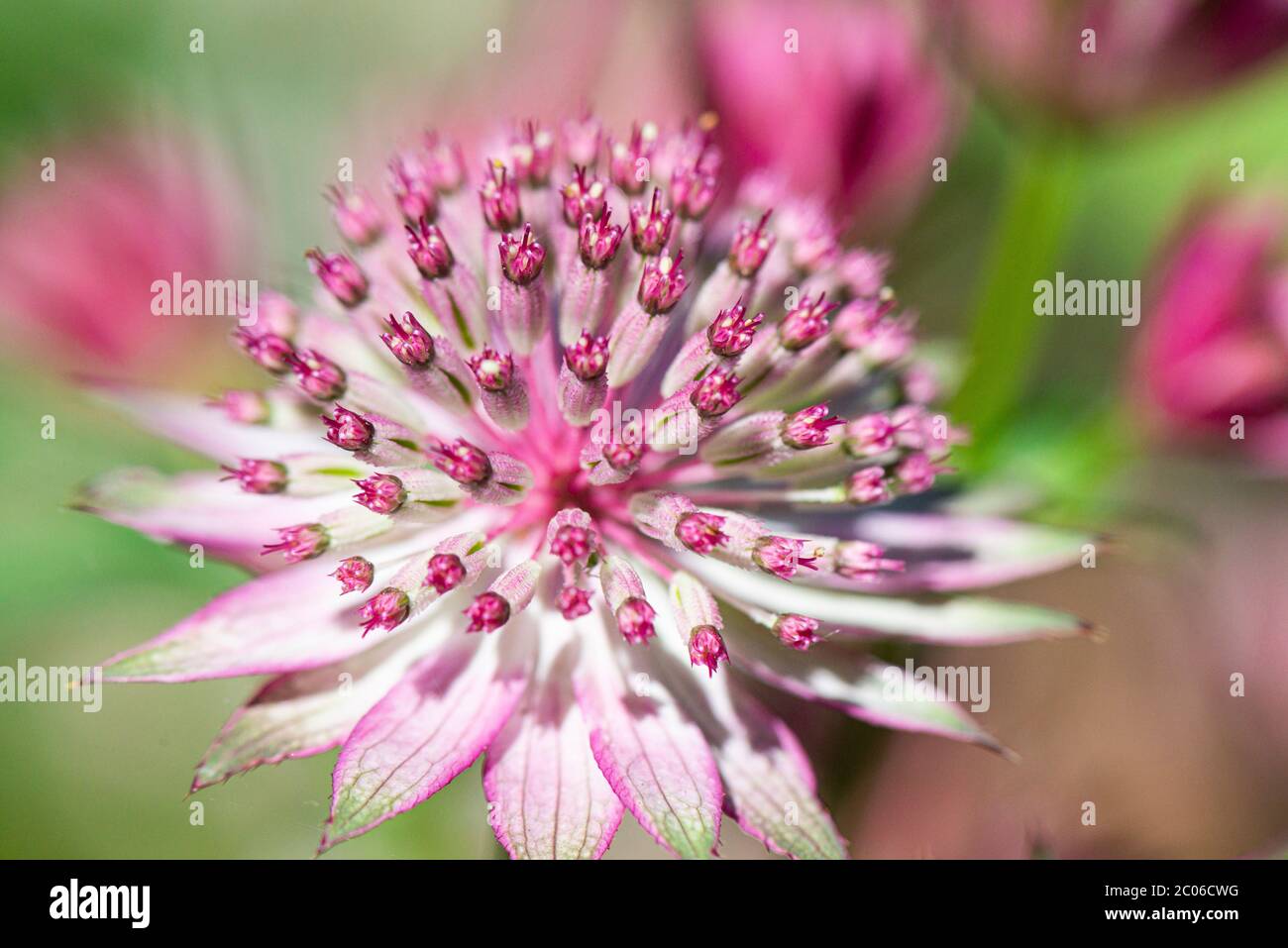 The flower of a greater masterwort (Astrantia major Stock Photo - Alamy