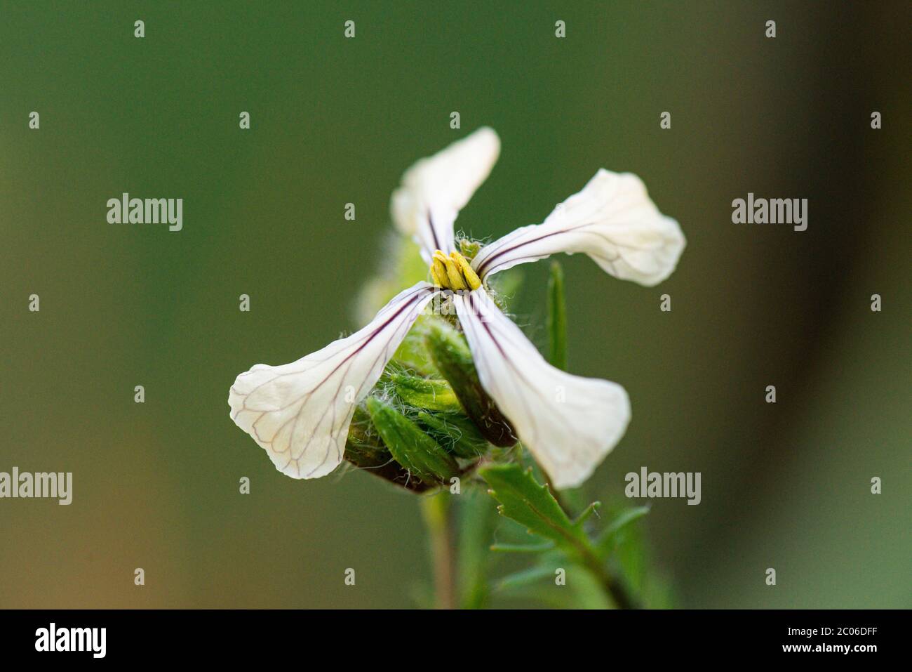Eruca vesicaria sativa hi-res stock photography and images - Alamy