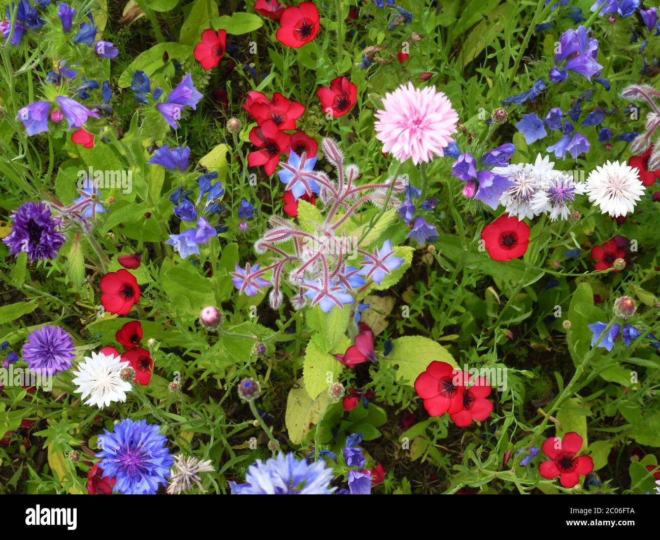 Wildflowers garden hi-res stock photography and images - Alamy
