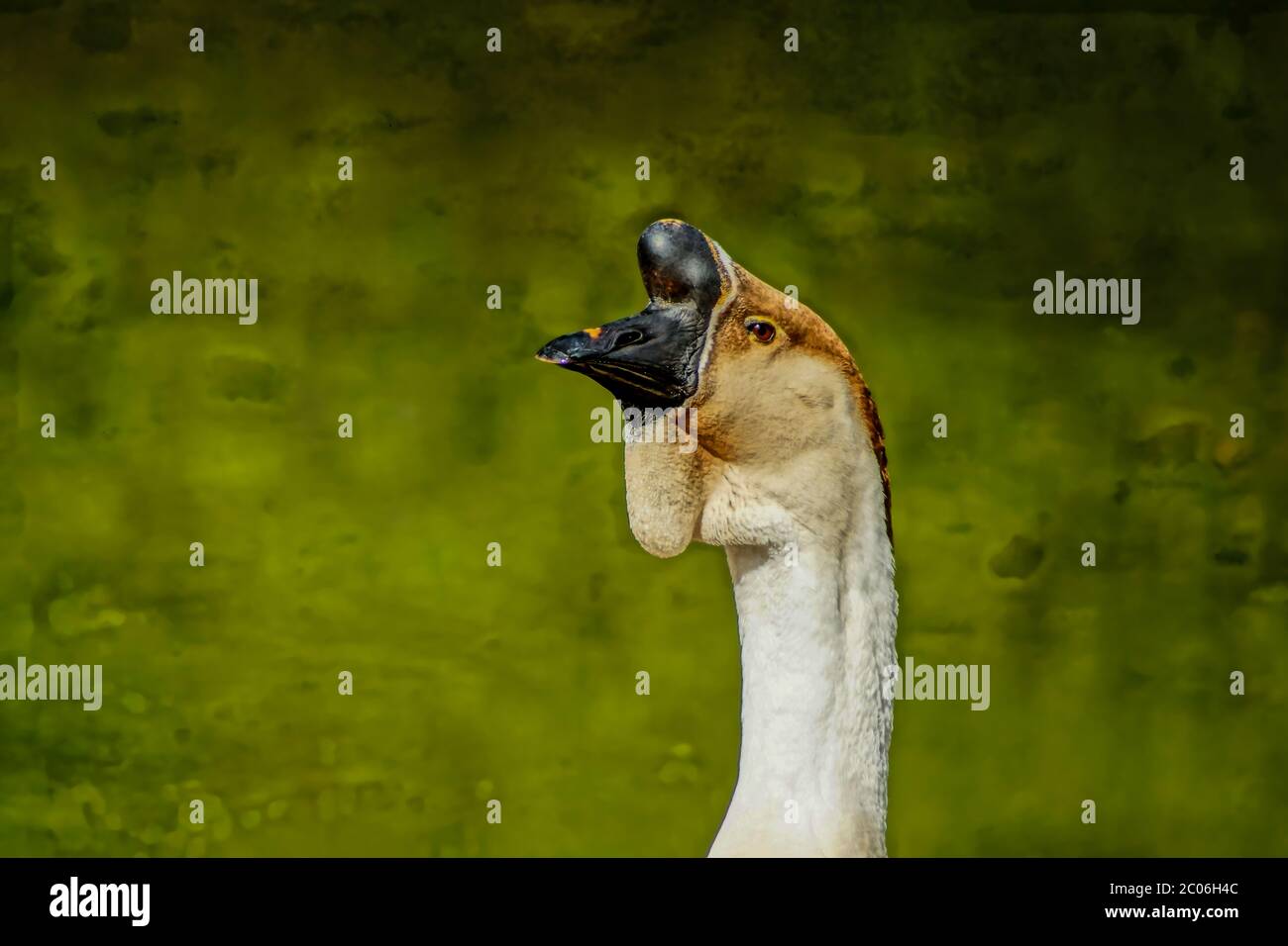 goose close-up on green background Stock Photo - Alamy