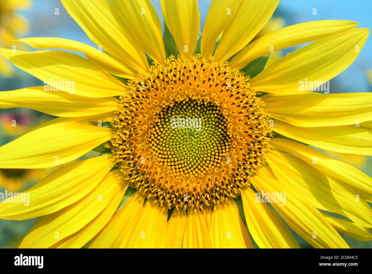 Sunflower close up hi-res stock photography and images - Alamy