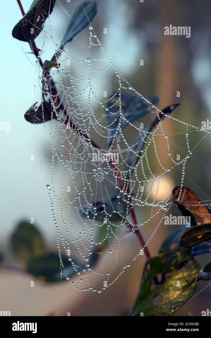 Winter spider hi-res stock photography and images - Alamy
