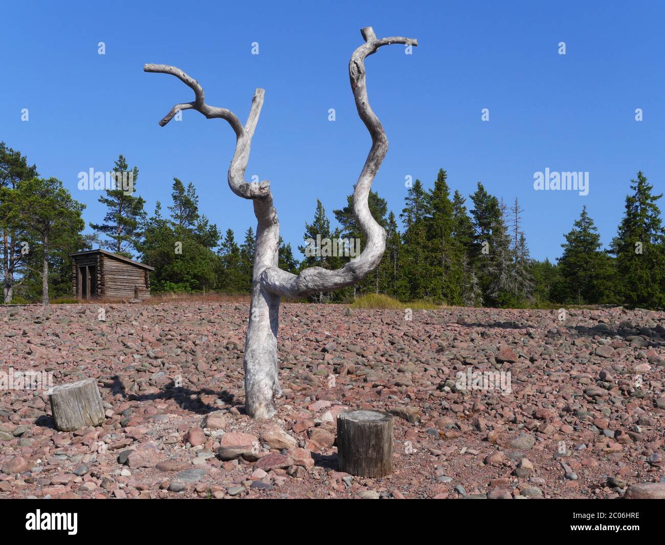 old dried out tree Stock Photo - Alamy