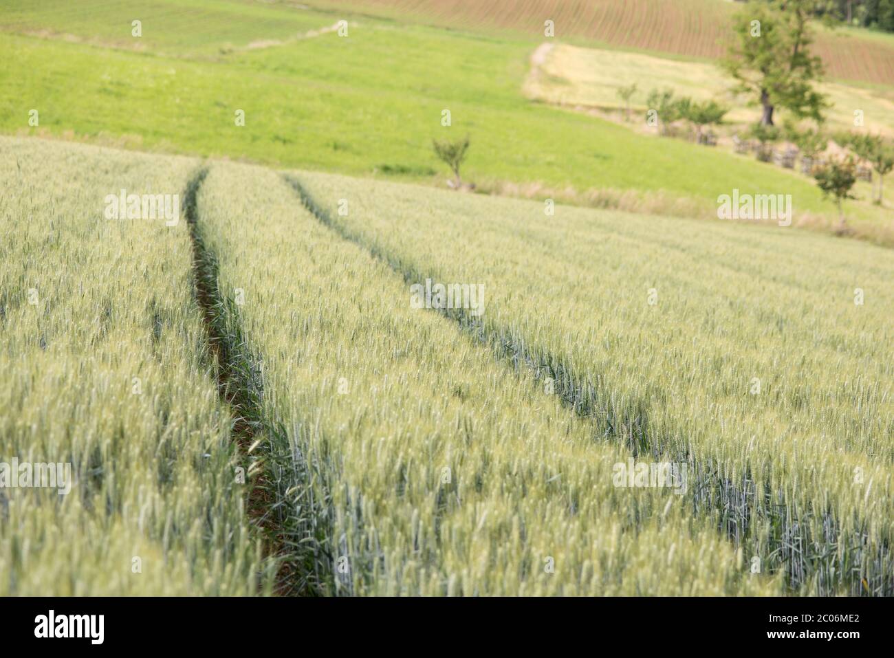 Haver Plant High Resolution Stock Photography and Images - Alamy