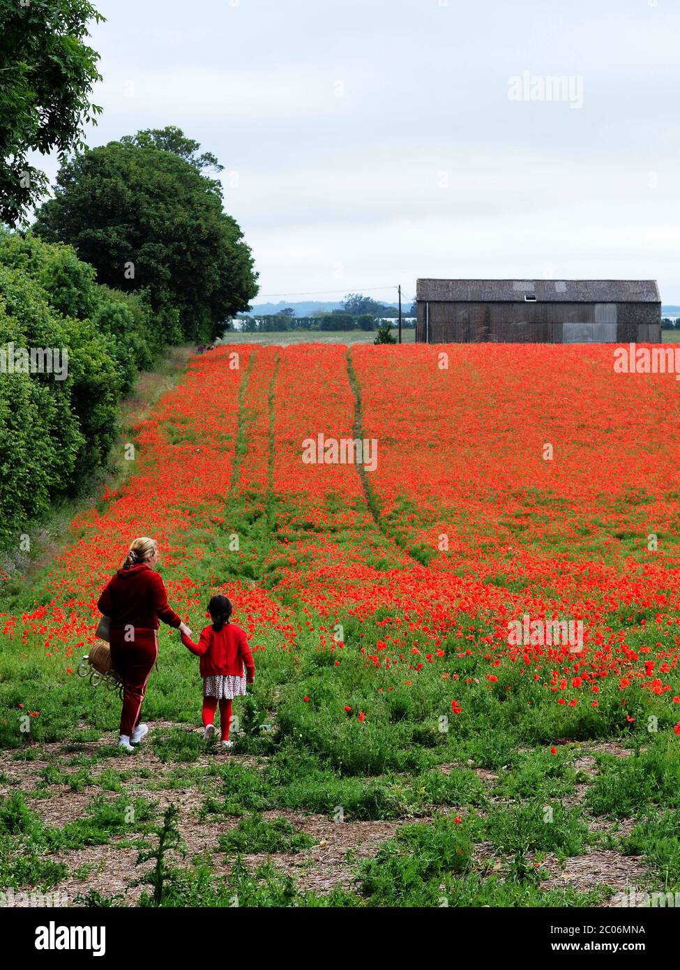 Faversham, Kent, UK. 11th June, 2020. Poppies in bloom in a stunning ...