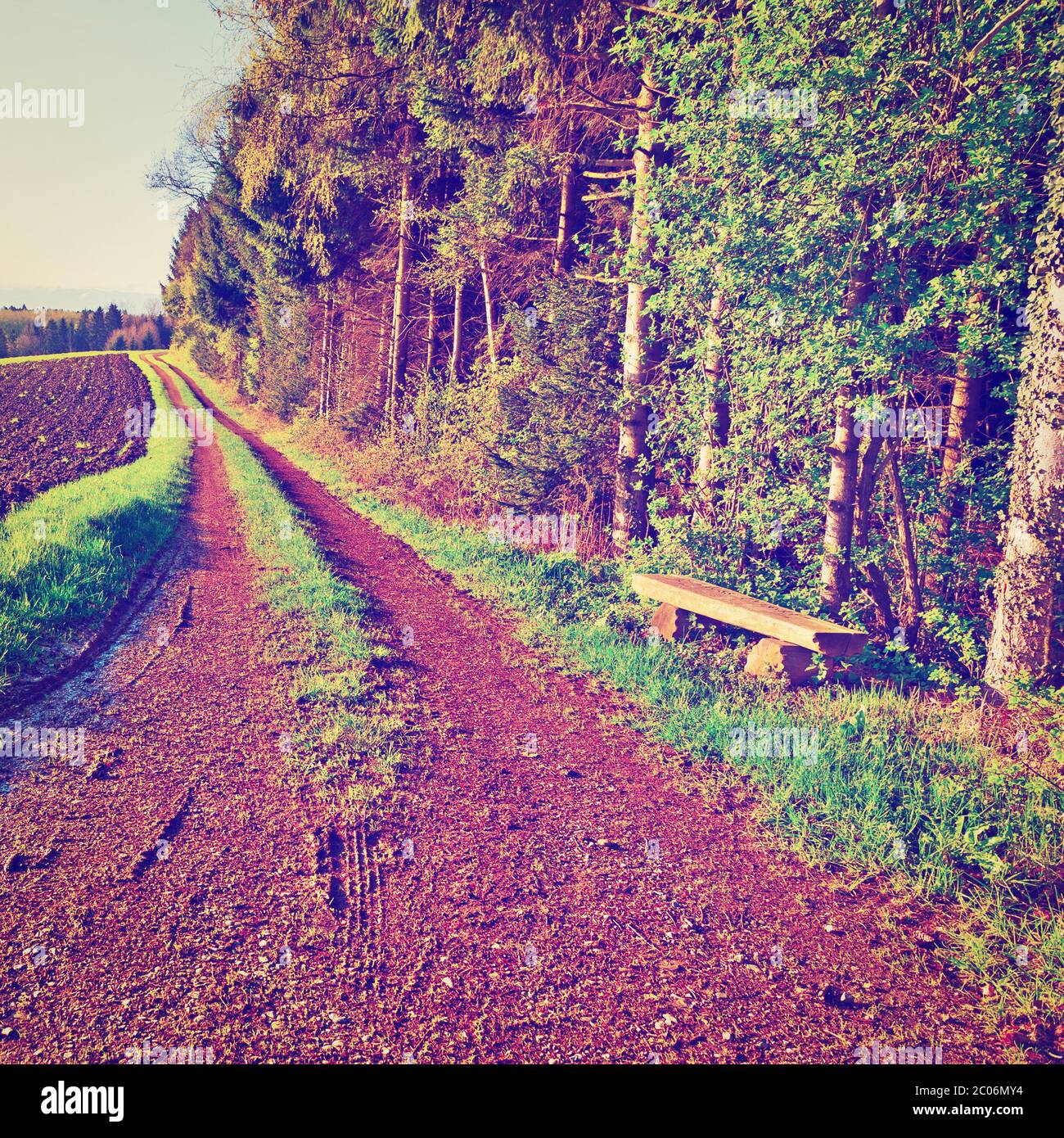 Pine plantation road hi-res stock photography and images - Alamy
