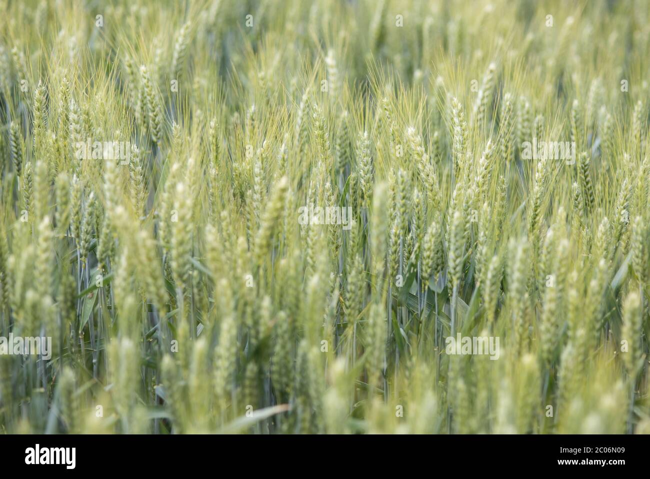 Haver plant hi-res stock photography and images - Alamy