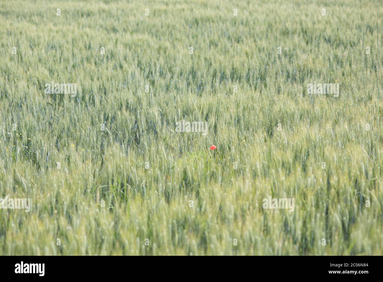 Haver plant hi-res stock photography and images - Alamy