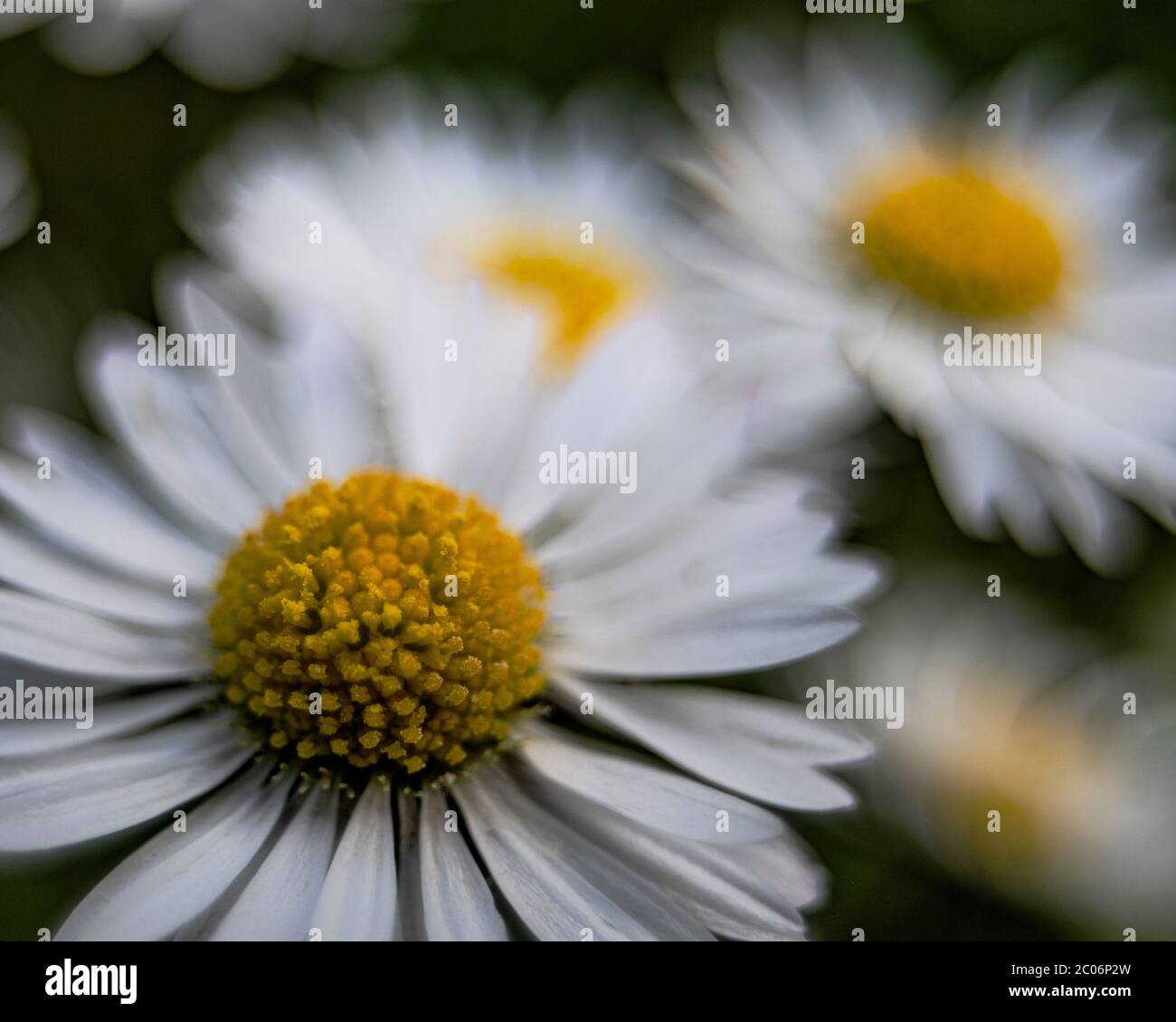 Dasies hi-res stock photography and images - Alamy