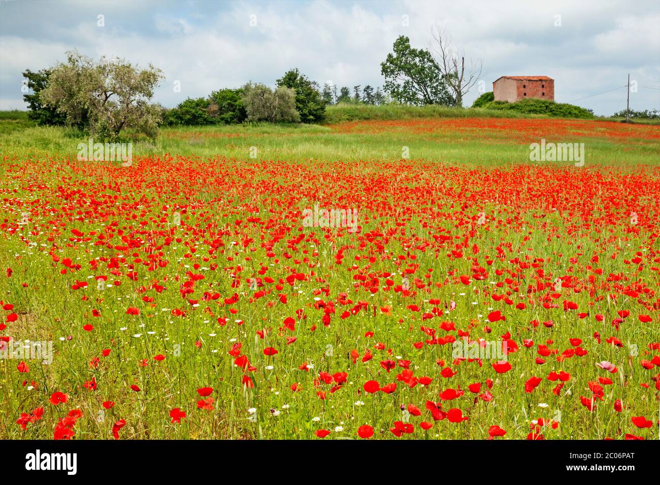 Remote farmhouse, Poppy field - Tuscany, Italy Stock Photo - Alamy