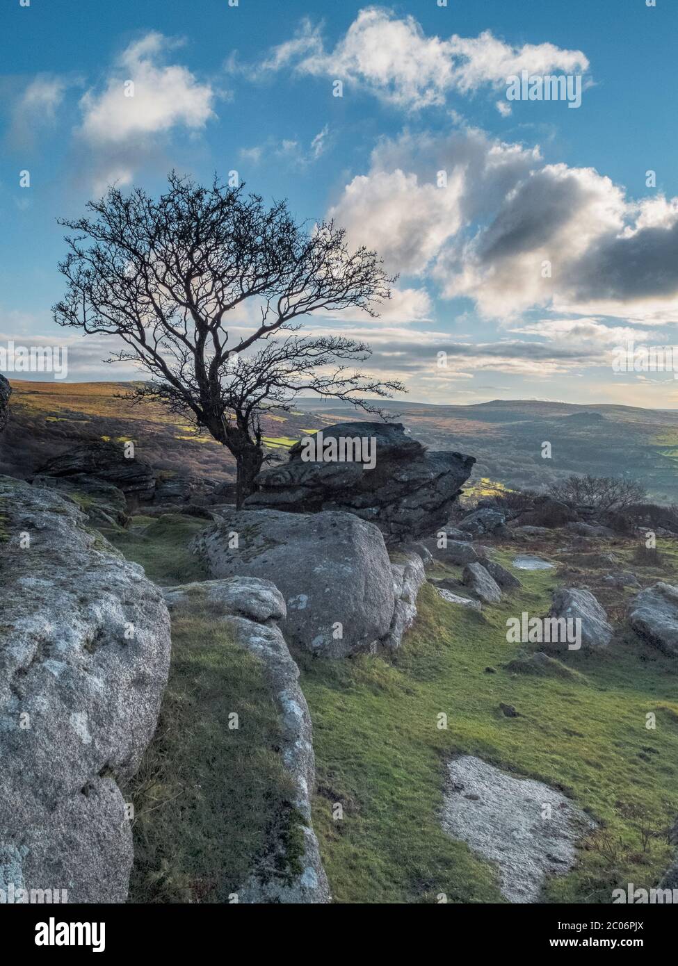 Lone Tree at Holwell Rocks dartmoor Stock Photo - Alamy