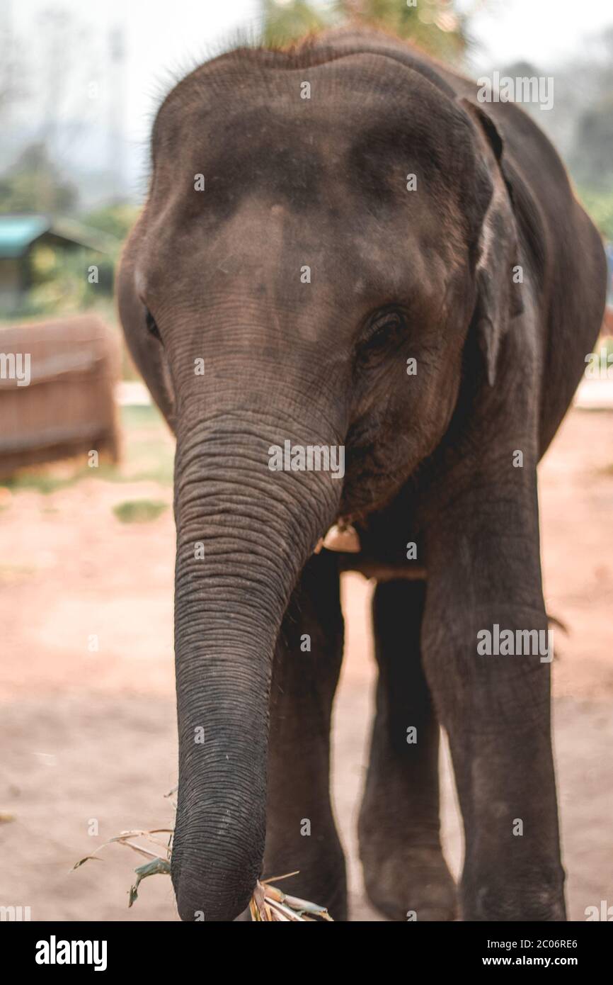 Elephant carrying baby hi-res stock photography and images - Alamy