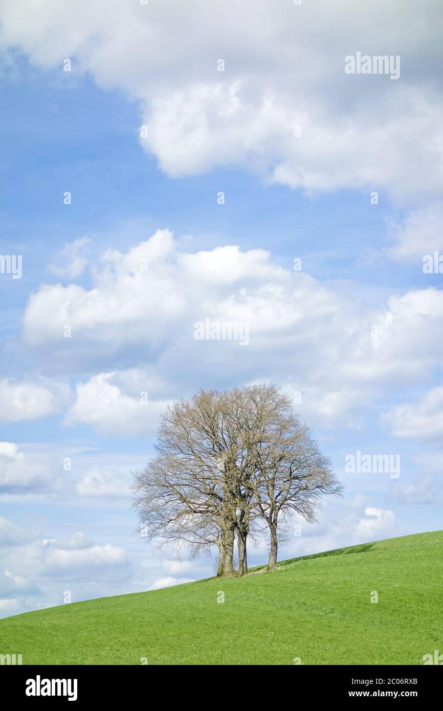 Leafless oak tree hi-res stock photography and images - Alamy