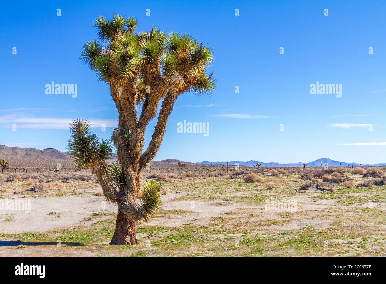 Small Joshua Tree in the open Mojave Desert near El Mirage Stock Photo ...