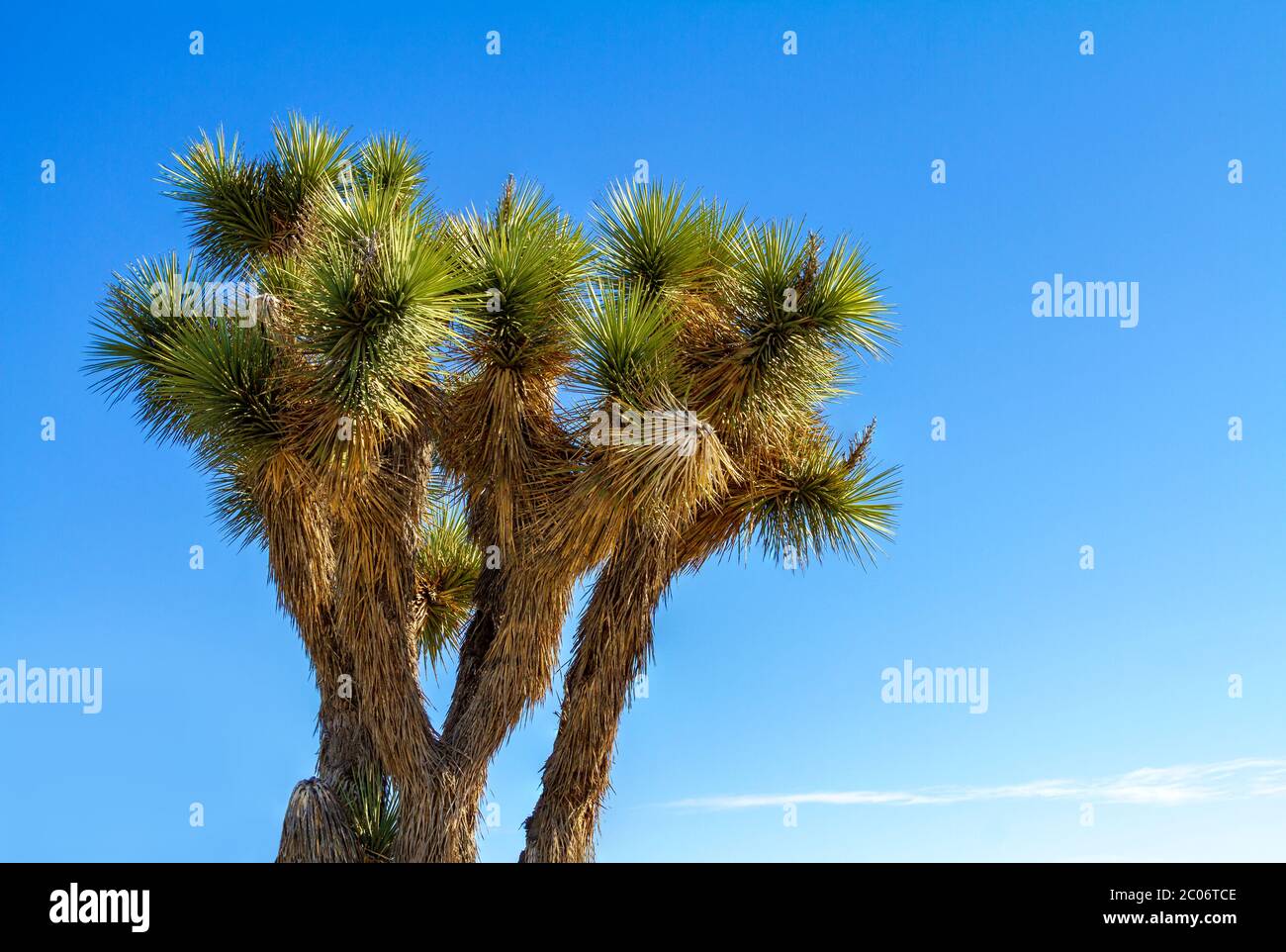 Branches of a Joshua Tree Stock Photo - Alamy